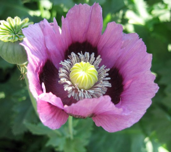 Flowers You Wouldn’t Want in Your Garden (Other than Weeds) | The Lone ...